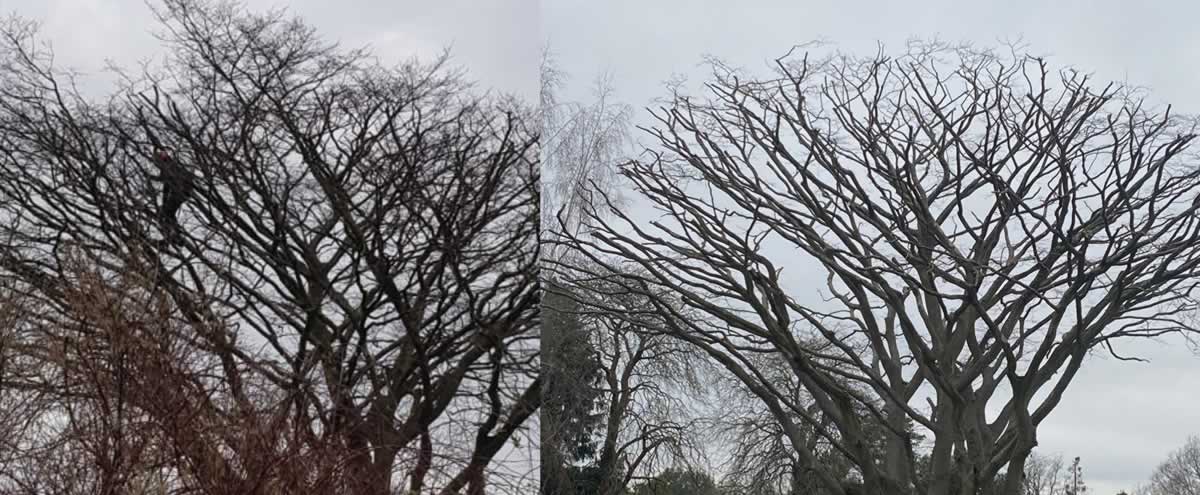 Tree Crown Thinning Surrey and Kent - Expertrees