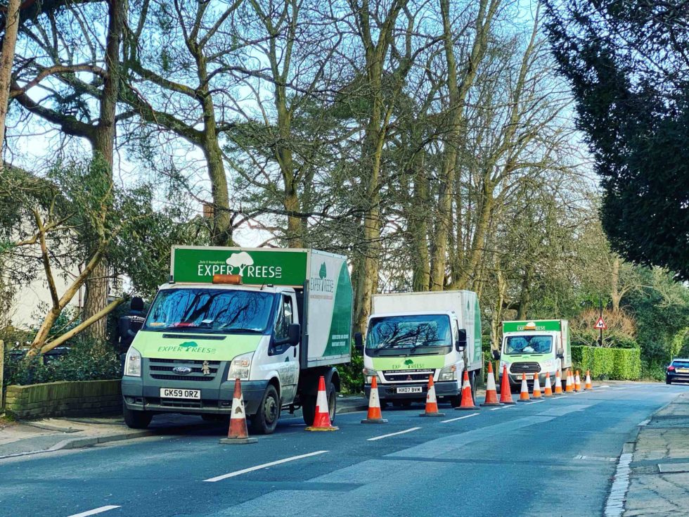 How To Choose a Tree Surgeon - Expertrees